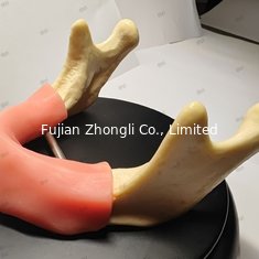 China Dental Implant Training Mandible Model with Soft Gingiva supplier
