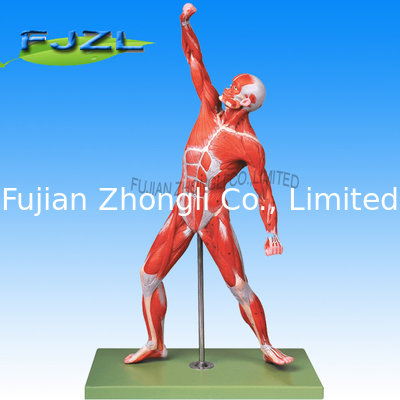 Human Systems Anatomical Model