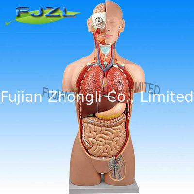 Torso model