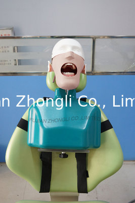 dental manikin head & typodont model