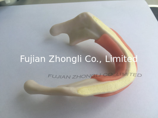 Dental Implant Training Mandible Model for Drilling, Bone Grafting and Gum Suturing supplier