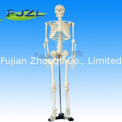 85cm Medical Plastic Human Skeleton Model for Medical Demonstrations supplier