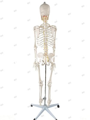 Adult Male Skeleton Model with Spinal Nerves and Carotid Arteries – Full-Body Human Skeleton Teaching Equipment supplier