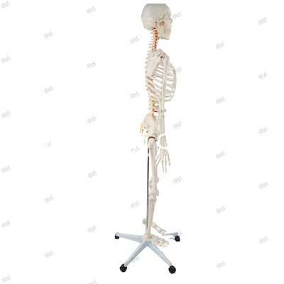 Adult Male Skeleton Model with Spinal Nerves and Carotid Arteries – Full-Body Human Skeleton Teaching Equipment supplier