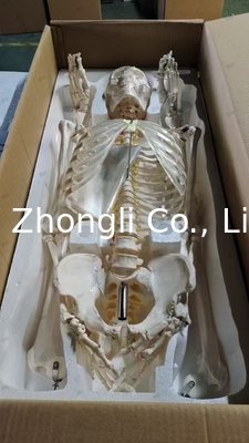 Adult Male Skeleton Model with Spinal Nerves and Carotid Arteries – Full-Body Human Skeleton Teaching Equipment supplier