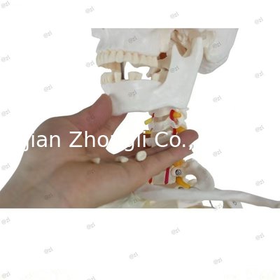Adult Male Skeleton Model with Spinal Nerves and Carotid Arteries – Full-Body Human Skeleton Teaching Equipment supplier