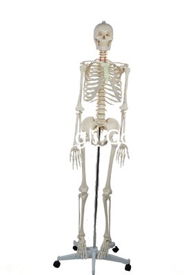 Adult Male Skeleton Model with Spinal Nerves and Carotid Arteries – Full-Body Human Skeleton Teaching Equipment supplier