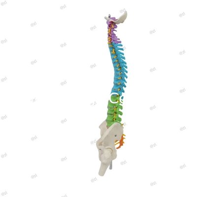 Flexible Human Spine Model with Spinal Nerves, Pelvis, and Thigh – Anatomical Spine Column Model for Medical Study, Research, and Demonstration, 45 cm / 18 inches supplier
