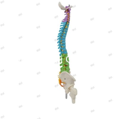 Flexible Human Spine Model with Spinal Nerves, Pelvis, and Thigh – Anatomical Spine Column Model for Medical Study, Research, and Demonstration, 45 cm / 18 inches supplier