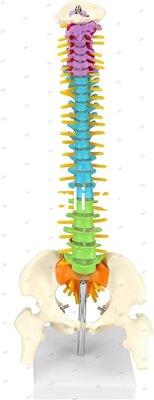 Flexible Human Spine Model with Spinal Nerves, Pelvis, and Thigh – Anatomical Spine Column Model for Medical Study, Research, and Demonstration, 45 cm / 18 inches supplier