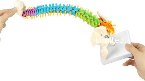 Flexible Human Spine Model with Spinal Nerves, Pelvis, and Thigh – Anatomical Spine Column Model for Medical Study, Research, and Demonstration, 45 cm / 18 inches supplier