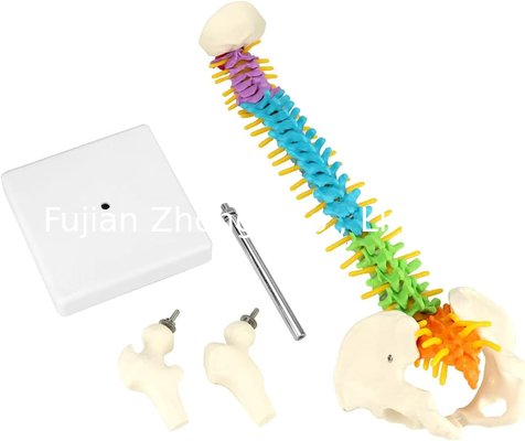Flexible Human Spine Model with Spinal Nerves, Pelvis, and Thigh – Anatomical Spine Column Model for Medical Study, Research, and Demonstration, 45 cm / 18 inches supplier