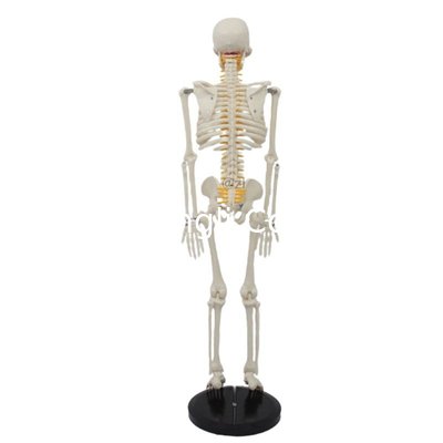 85cm Medical Plastic Human Skeleton Model for Medical Demonstrations supplier