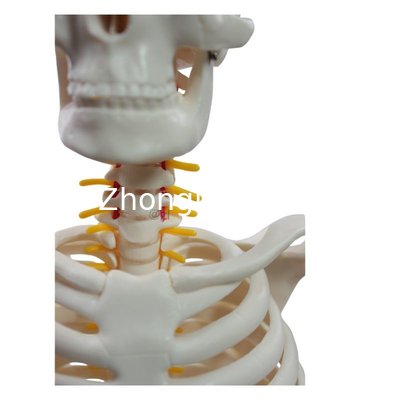 85cm Medical Plastic Human Skeleton Model for Medical Demonstrations supplier