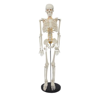 85cm Medical Plastic Human Skeleton Model for Medical Demonstrations supplier