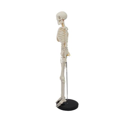 85cm Medical Plastic Human Skeleton Model for Medical Demonstrations supplier