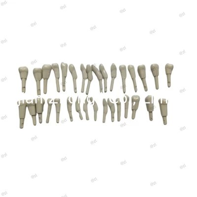 Demonstration And Practice Kavo Teeth Long-lasting Durability for Dental Professionals supplier