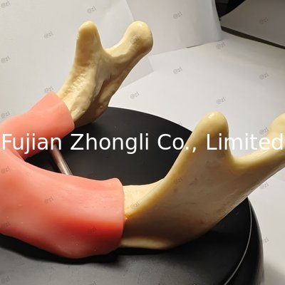 Dental Implant Training Mandible Model with Soft Gingiva supplier