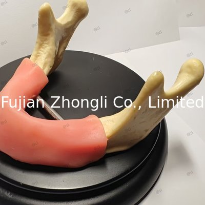 Dental Implant Training Mandible Model with Soft Gingiva supplier
