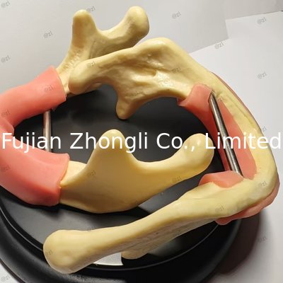 Dental Implant Training Mandible Model with Soft Gingiva supplier