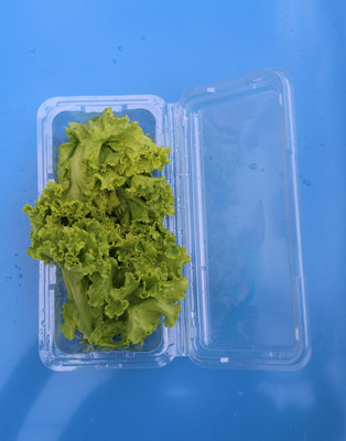PET Disposable plastic fruit packaging box vegetable packaging box 750 grams packaging box manufactory OEM accepted