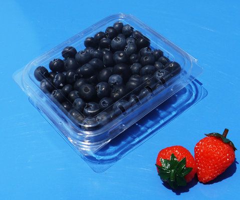 Disposable plastic fruit  packaging box with holes blueberry 125 grams packaging container PET plastic blueberry punnets