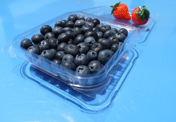 Disposable plastic fruit  packaging box with holes blueberry 125 grams packaging container PET plastic blueberry punnets