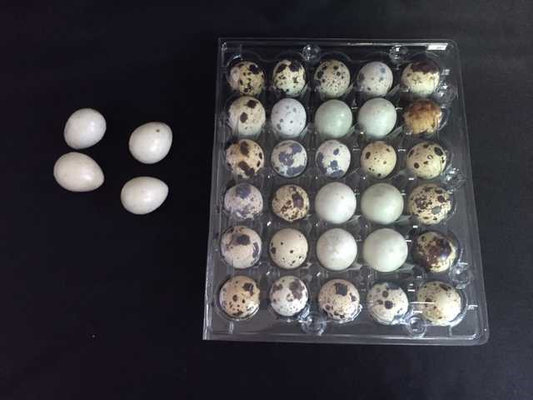 Disposable plastic quail egg tray 30 holes quail egg tray plastic egg tray for quail eggs 30 slots