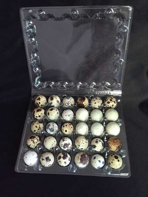 Disposable plastic quail egg tray 30 holes quail egg tray plastic egg tray for quail eggs 30 slots