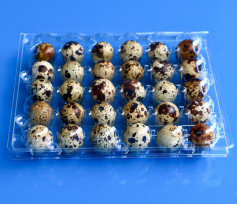 Disposable plastic quail egg tray 30 holes quail egg tray plastic egg tray for quail eggs 30 slots