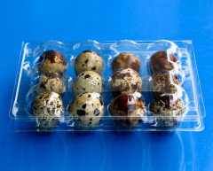 Disposable plastic quail egg tray 30 holes quail egg tray plastic egg tray for quail eggs 30 slots