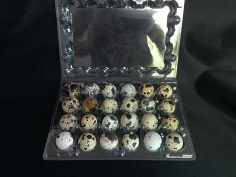 Disposable plastic quail egg tray 24 holes quail egg tray plastic egg tray for quail eggs 24 slots