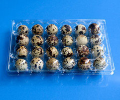 Disposable plastic quail egg tray 24 holes quail egg tray plastic egg tray for quail eggs 24 slots