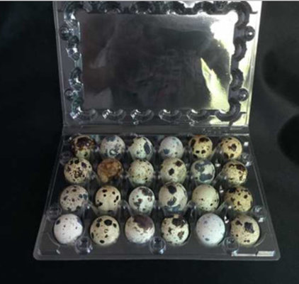 Disposable plastic quail egg tray 24 holes quail egg tray plastic egg tray for quail eggs 24 slots