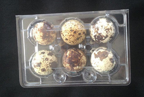 Disposable plastic quail egg tray 6 holes quail egg tray plastic egg tray for quail eggs 6 slots