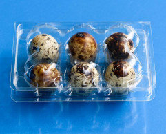 Disposable plastic quail egg tray 6 holes quail egg tray plastic egg tray for quail eggs 6 slots
