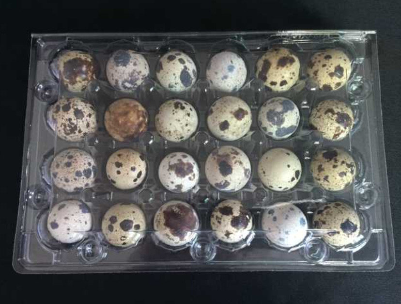 Disposable plastic quail egg tray 24 holes quail egg tray plastic egg tray for quail eggs 24 slots