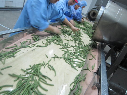 New Crop Freezing Fresh Beans 