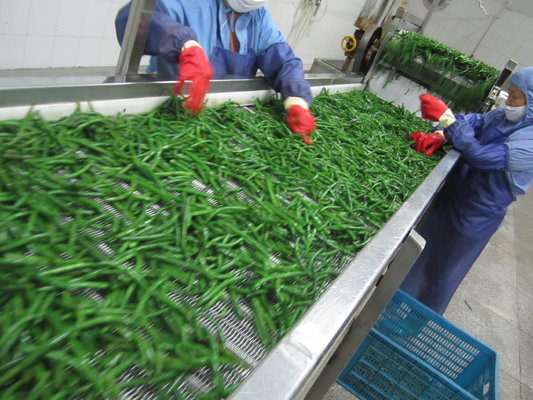 New Crop Freezing Fresh Beans 