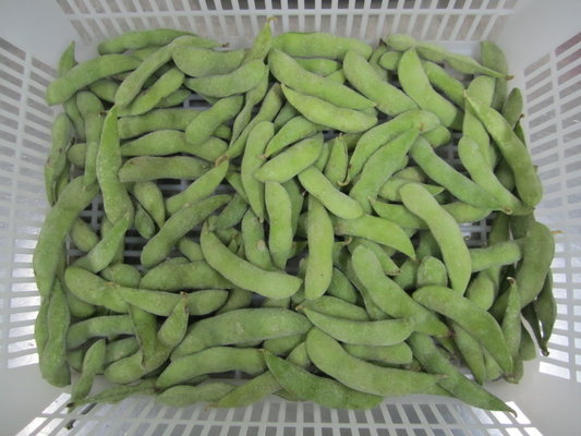Delicious Freezing Fresh Beans