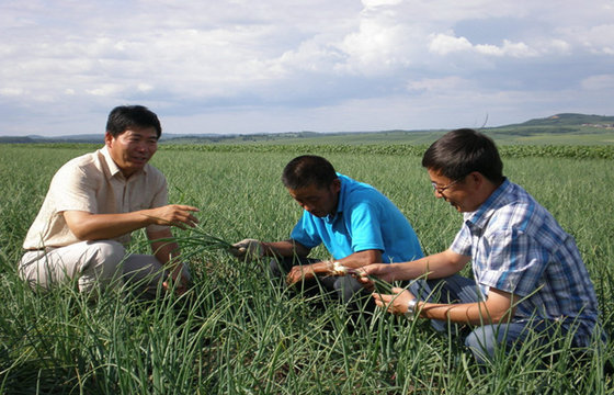 Fresh Vegetable / Red Asian Shallots Contains Flavonoids And Phenols, the strong smell of onion