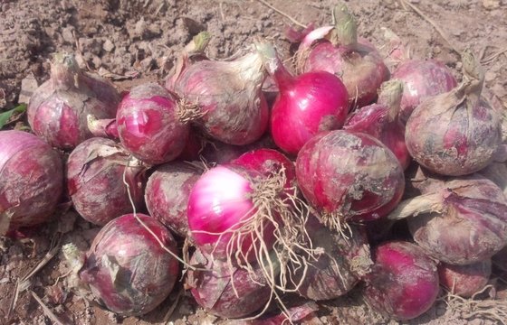 Round Golden Natural Fresh Onion For Mexican Cuisine Contains Fibre And Fat, Round or high round, Suitable for export