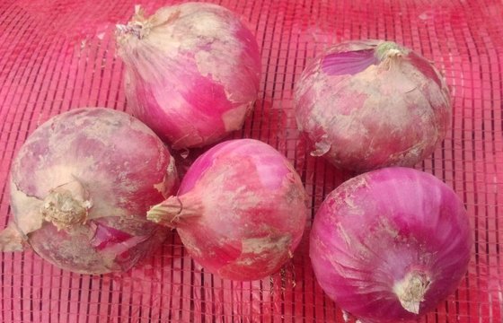 Round Golden Natural Fresh Onion For Mexican Cuisine Contains Fibre And Fat, Round or high round, Suitable for export