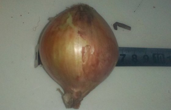 Brown Sweet Natural Fresh Onion Health Benefits For Anticancer , Antioxidant Properties, Onion white, spindle-shape