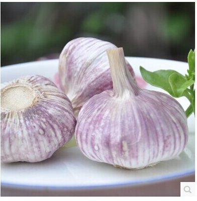 Fresh Garlic Se enriched garlic China shandong jinxiang garlic red garlic