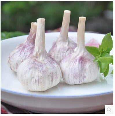 Fresh Garlic Se enriched garlic China shandong jinxiang garlic red garlic