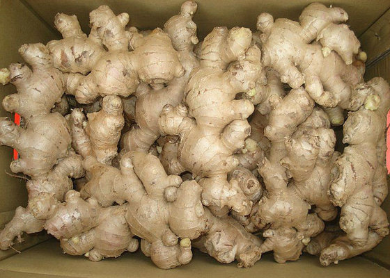 Grade A Cooking Fresh Ginger 250g With HACCP , ISO 9001 ,  GAP , SGS