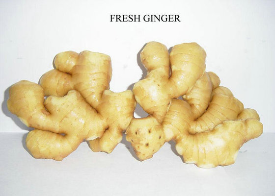 Golden Semi - dried Fresh Ginger 9kg / Carton For Japan , South Korea ,  America