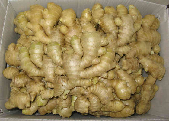 Clean Washed Fresh Ginger 50g No Insect Pest , Enduring Stored