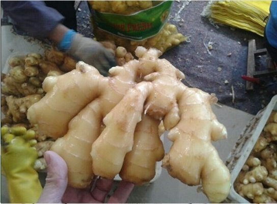 2015 Organic China Bulk Supply Fresh Ginger
